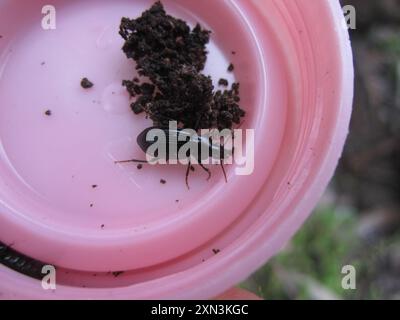 Sad ground beetle (Rhytisternus miser Stock Photo - Alamy