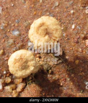 pinwheel family (Marasmiaceae) Fungi Stock Photo - Alamy