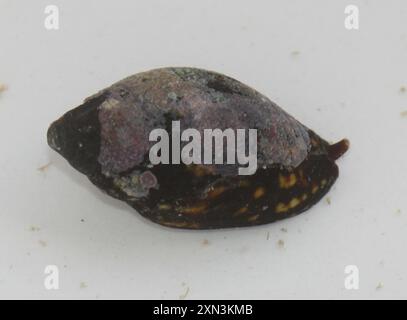 Lettered Mitre (Strigatella litterata Stock Photo - Alamy