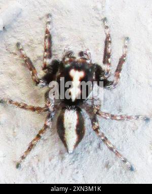 Striking Jumping Spiders (Icius) Arachnida Stock Photo - Alamy