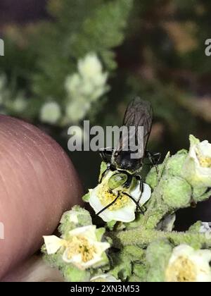 Bees and Apoid Wasps (Apoidea), Insecta, Gironde, Aquitaine, FR, Agricultural landscpe 05mm ...