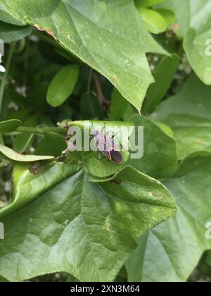 Western Boxelder Bug (Boisea rubrolineata) Insecta Stock Photo - Alamy