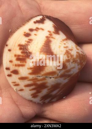 Atlantic bittersweet clam (Glycymeris undata) Mollusca Stock Photo - Alamy