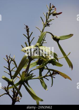 Hiptage (Hiptage benghalensis) Plantae Stock Photo - Alamy