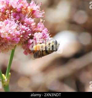 Spotted-wing Bromeliad Fly (Copestylum satur) Insecta Stock Photo - Alamy