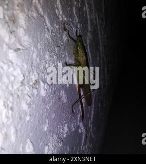 Cattail Conehead (Bucrates malivolans Stock Photo - Alamy