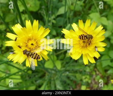 Common Flower Flies (Syrphus) Insecta Stock Photo - Alamy
