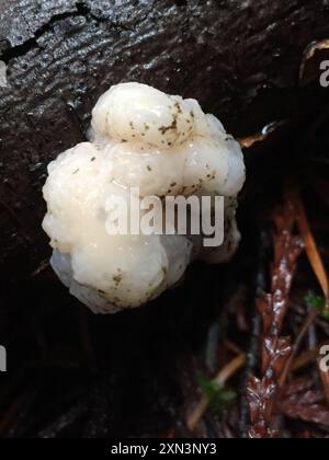 Crystal Brain Fungus (Myxarium nucleatum) Fungi Stock Photo - Alamy