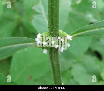 sweet bugleweed (Lycopus virginicus) Plantae Stock Photo - Alamy