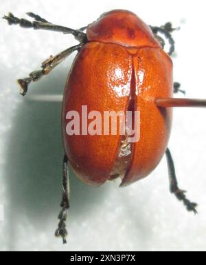 (Diamphidia femoralis) Insecta Stock Photo - Alamy