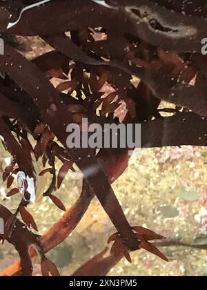 (Prionitis lanceolata) Plantae Stock Photo - Alamy