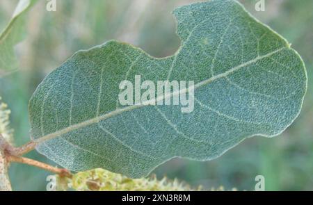 Bushwillows (Combretum) Plantae Stock Photo - Alamy