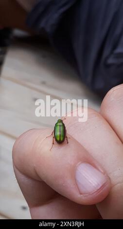 Manuka beetle (Pyronota festiva) Insecta Stock Photo - Alamy