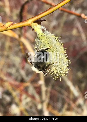 Digger Bees (Anthophorini) Insecta Stock Photo - Alamy