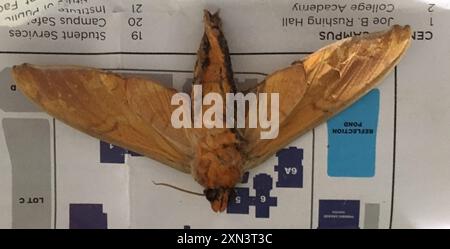 Streaked Sphinx (Protambulyx strigilis) Insecta Stock Photo - Alamy