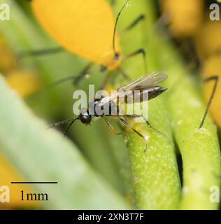 Aphid Mummy Wasps (Aphidiinae) Insecta Stock Photo - Alamy