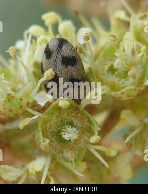 Skin Beetles (Dermestidae) Insecta Stock Photo - Alamy