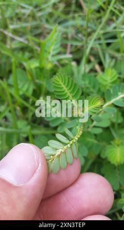 Chamberbitter (Phyllanthus urinaria) Plantae Stock Photo - Alamy
