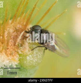 Lance Flies (Lonchaeidae) Insecta Stock Photo - Alamy