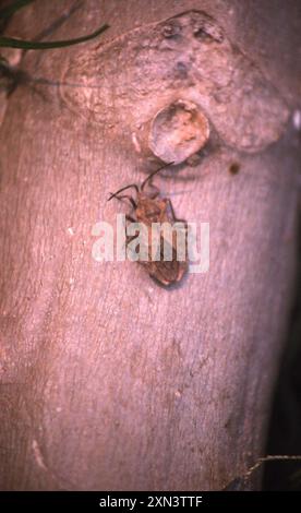 (Spartocera fusca) Insecta Stock Photo - Alamy