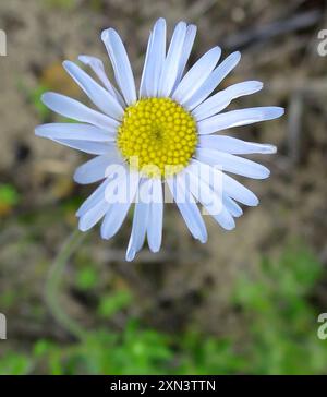 Soft Felicia (Felicia amoena) Plantae Stock Photo - Alamy
