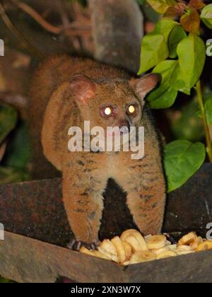 Small-eared Galago (Otolemur garnettii), Zanzibar, Tanzania Stock Photo ...