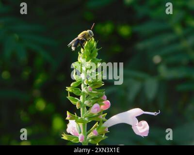 Shining Oil-digger Bee (Centris nitida) Insecta Stock Photo - Alamy