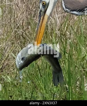 Largemouth Bass (Micropterus nigricans) Actinopterygii Stock Photo - Alamy