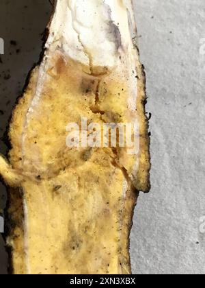 Patience Dock (Rumex patientia) Plantae Stock Photo - Alamy