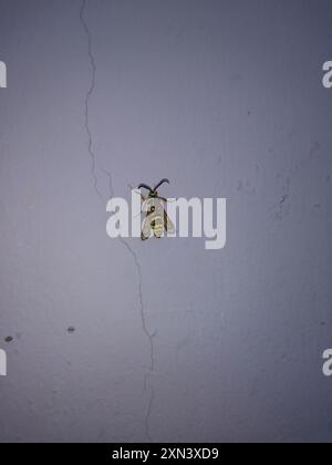 American Hornet Moth (Sesia tibiale) Insecta Stock Photo - Alamy