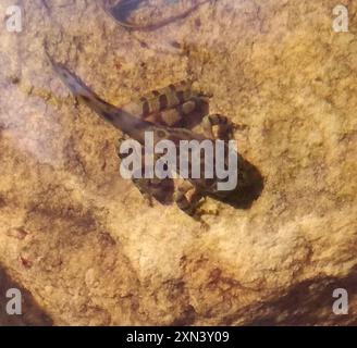 Cape Ghost frog (Heleophryne purcelli) Amphibia Stock Photo - Alamy