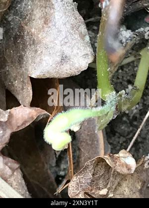 Virginia snakeroot (Aristolochia serpentaria) Plantae Stock Photo - Alamy