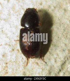 Small Dung Beetles (Aphodiinae) Insecta Stock Photo - Alamy