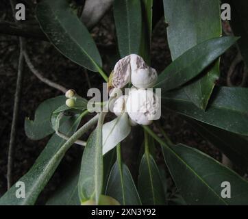 Rhododendron Leaf Gall (Exobasidium rhododendri) Fungi Stock Photo - Alamy