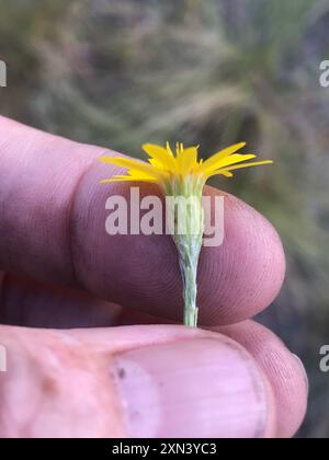 Silkgrasses (Pityopsis) Plantae Stock Photo - Alamy