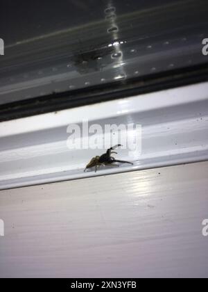 Black-headed Jumping Spider (Trite planiceps) Arachnida Stock Photo - Alamy