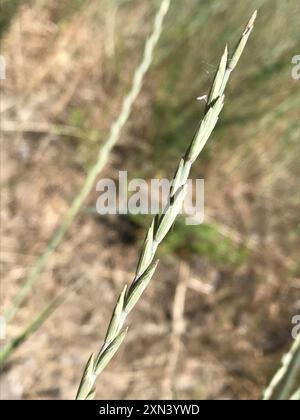 Intermediate Wheatgrass (Thinopyrum intermedium), Plantae, Fergus ...