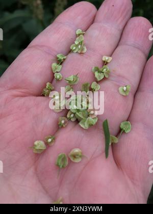 Patience Dock (Rumex patientia) Plantae Stock Photo - Alamy