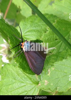 Virginia Ctenucha Moth (Ctenucha virginica) Insecta Stock Photo - Alamy