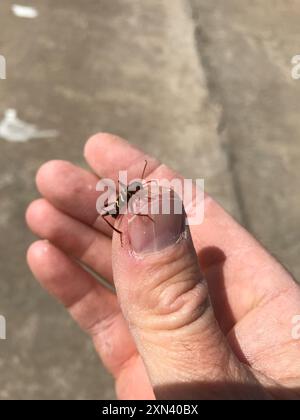 Red-headed Ash Borer (Neoclytus acuminatus) Insecta Stock Photo - Alamy