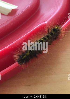Silver-spotted Tiger Moth (Lophocampa argentata) Insecta Stock Photo ...