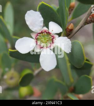 Australian Tea Tree (Gaudium laevigatum) Plantae Stock Photo - Alamy