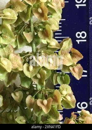 Patience Dock (Rumex patientia) Plantae Stock Photo - Alamy
