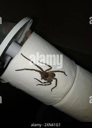 Common rain spider (Palystes superciliosus Stock Photo - Alamy
