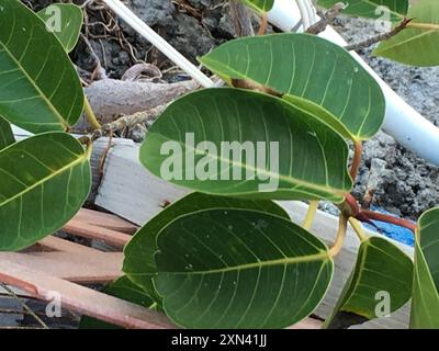 Shortleaf Fig (Ficus citrifolia) Plantae Stock Photo - Alamy