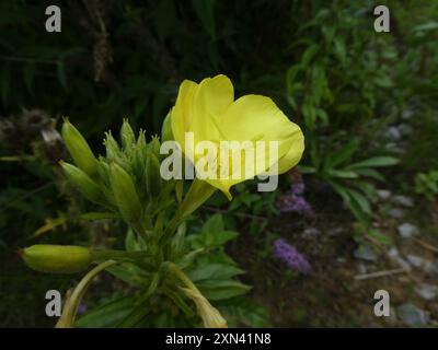 Welsh evening-primrose (Oenothera cambrica) Plantae Stock Photo - Alamy