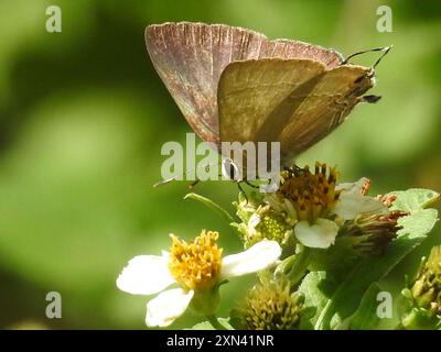 Slate Flash (Rapala manea), Insecta, 8RC5+RPH, Kumplampoika, Kerala ...