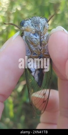 Scissor Grinder (Neotibicen pruinosus) Insecta Stock Photo - Alamy