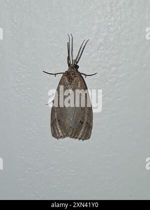 Cape Ivy Moth (Diota rostrata Stock Photo - Alamy