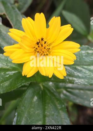 trailing daisy (Sphagneticola trilobata) Plantae Stock Photo - Alamy